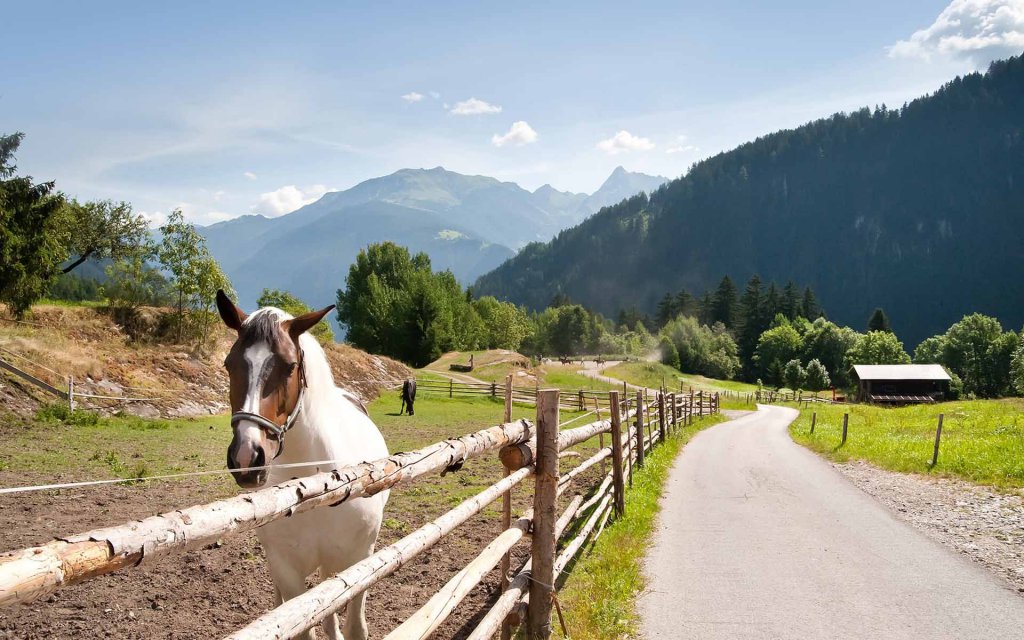 Reitstall Finkenberger Sattel | Reiten im Zillertal - BRUGGER ...