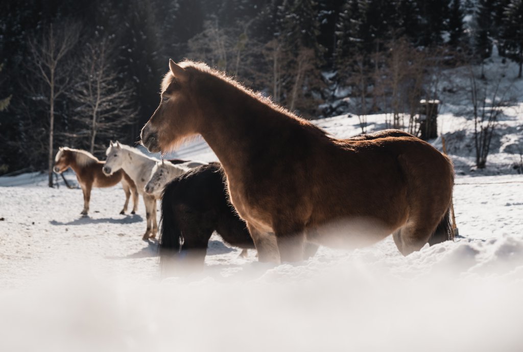 Reitstall Finkenberger Sattel | Reiten im Zillertal - BRUGGER ...