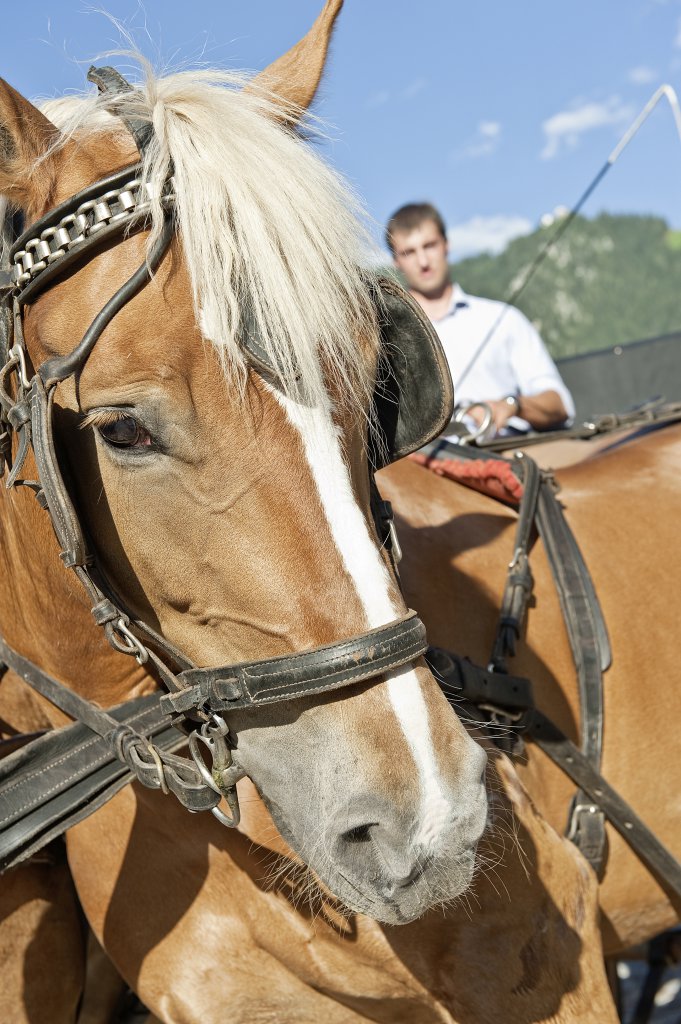Reitstall Finkenberger Sattel | Reiten im Zillertal - BRUGGER ...